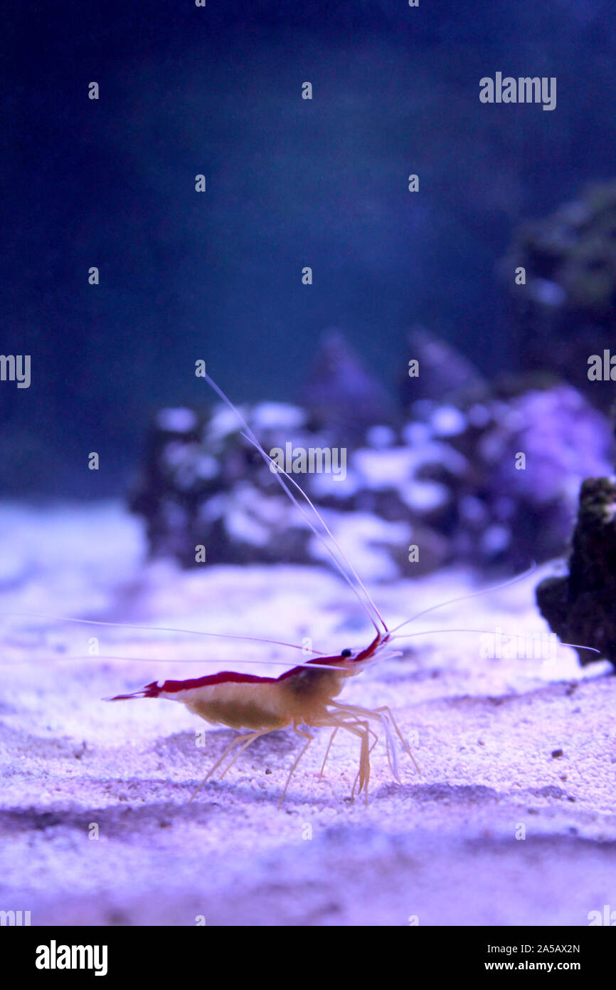 Vertical marine background with small shrimp walking on the sea bottom ...