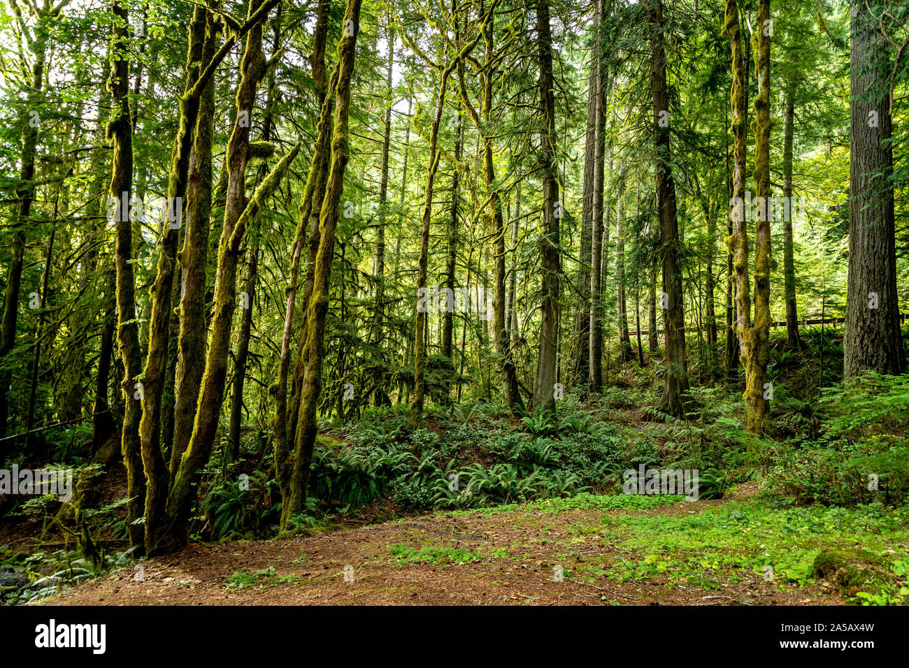 Forest in Canad Stock Photo - Alamy