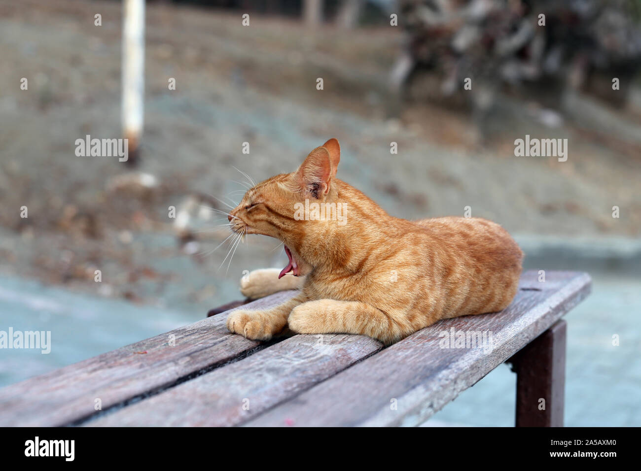 Cute wild cat photographed in the island of Cyprus. Fluffy, furry ...