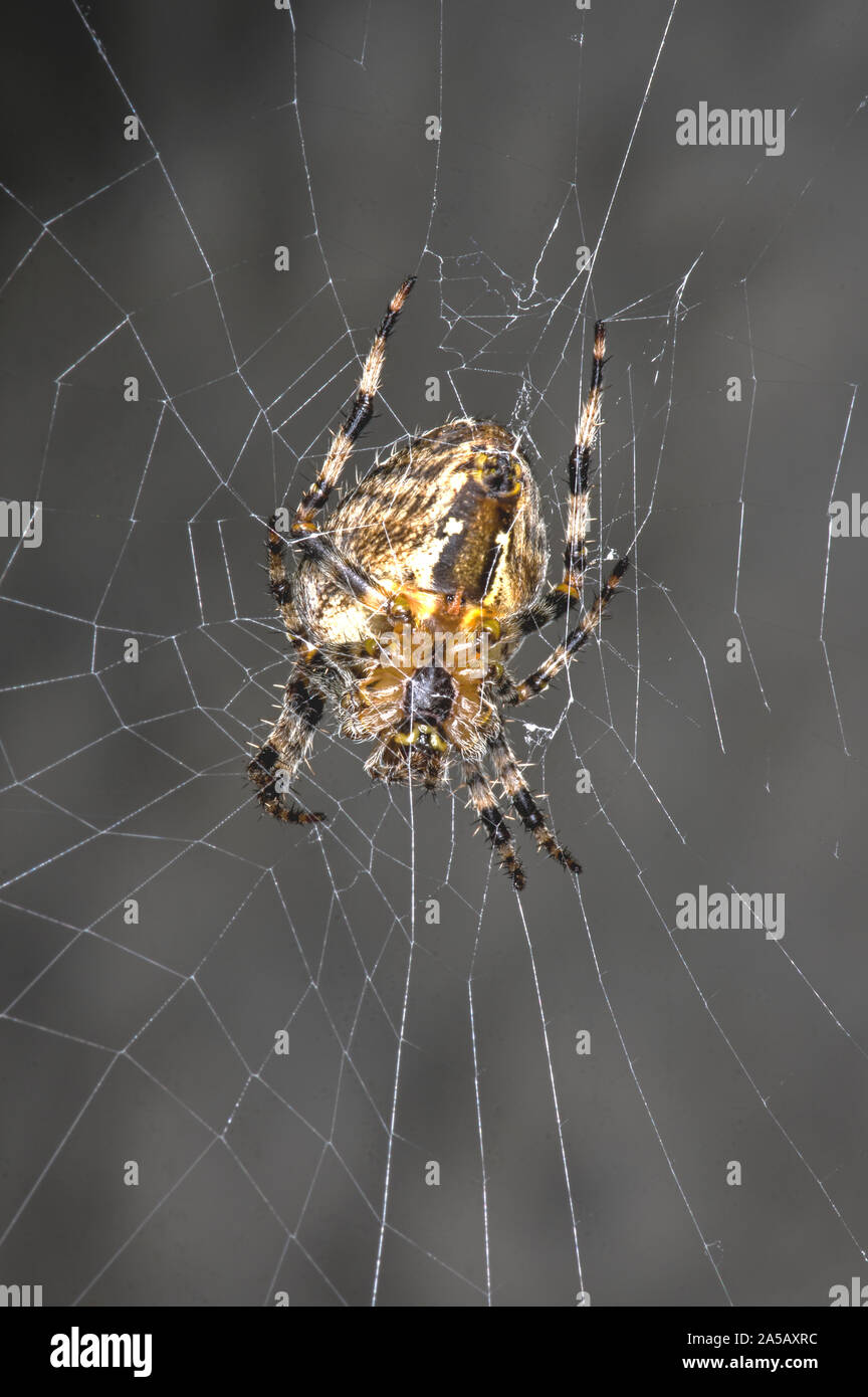 Korsendderkop hi-res stock photography and images - Alamy