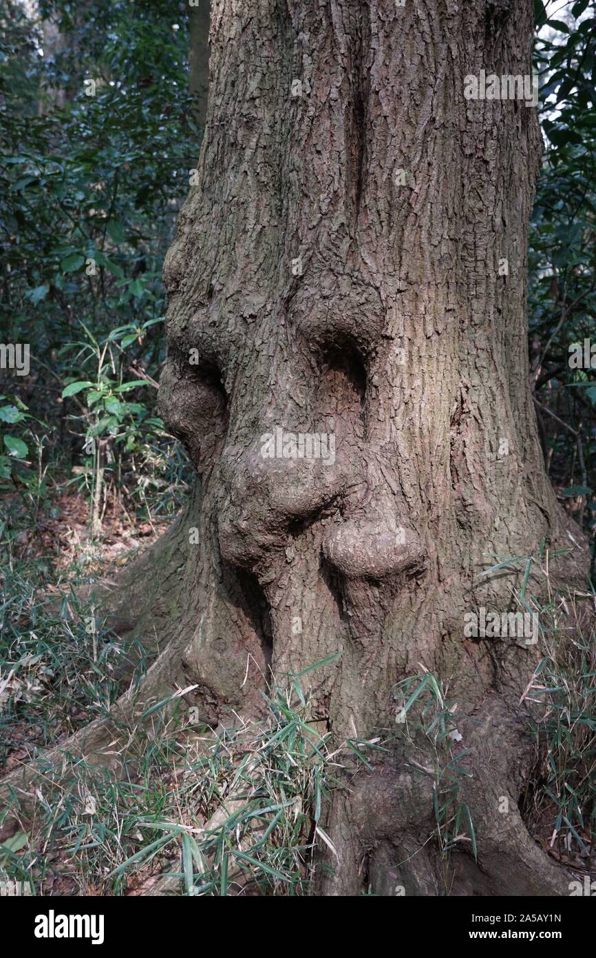 tree with face Stock Photo - Alamy