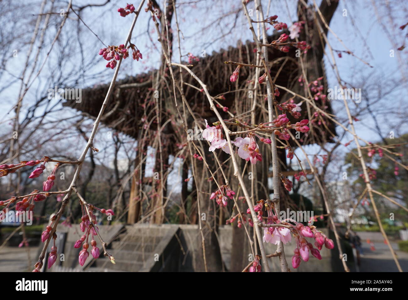 park in tokyo japan blossom spring Stock Photo - Alamy