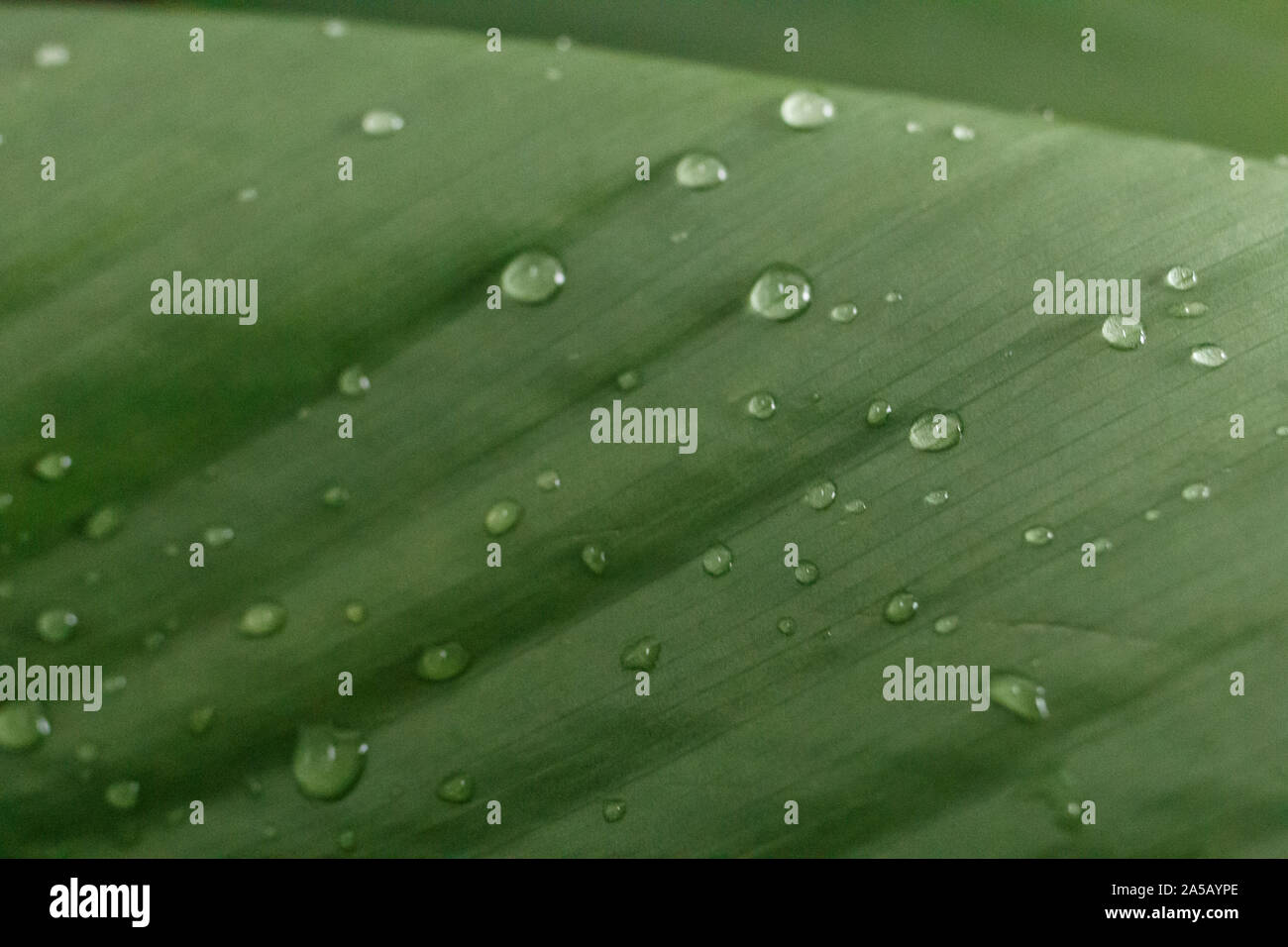 Condensation on a leaf hi-res stock photography and images - Alamy