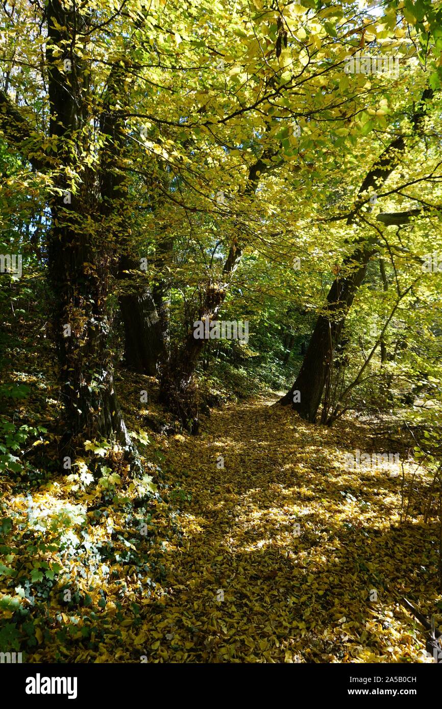 Baum im herbst wald hi-res stock photography and images - Alamy