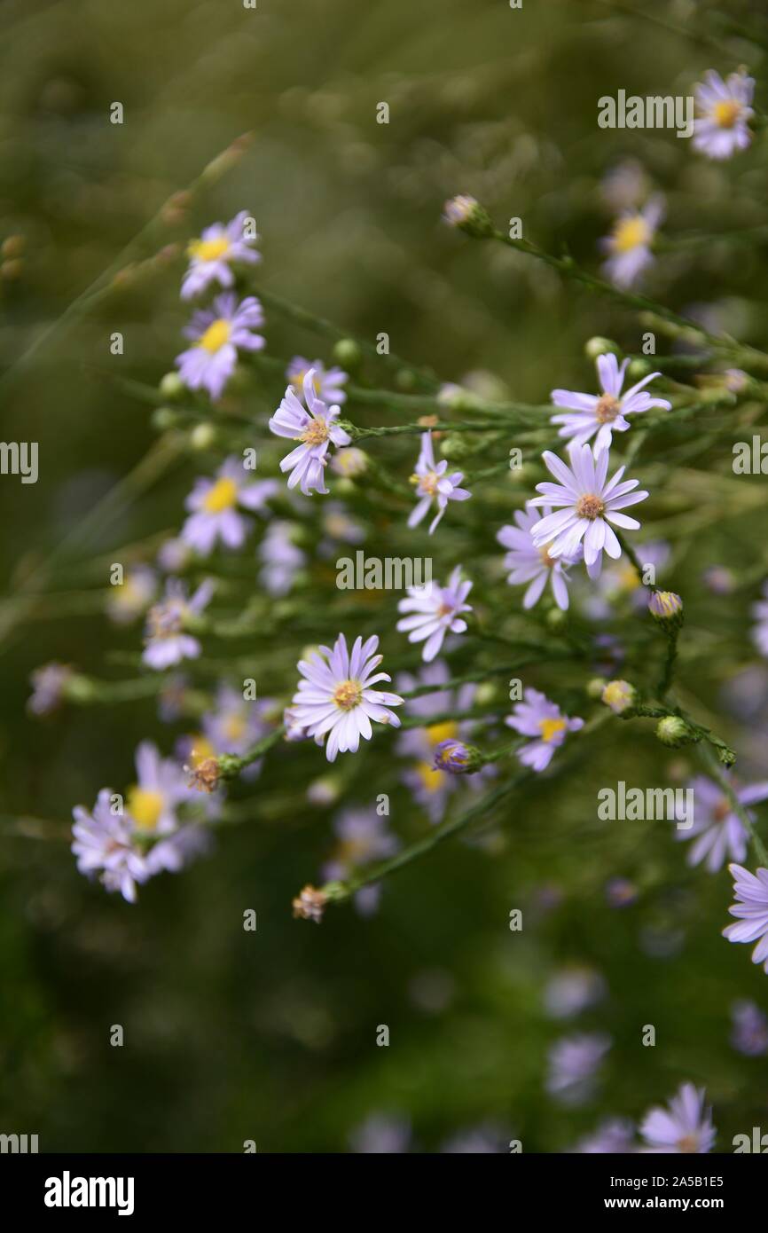 Daily flowers hi-res stock photography and images - Alamy