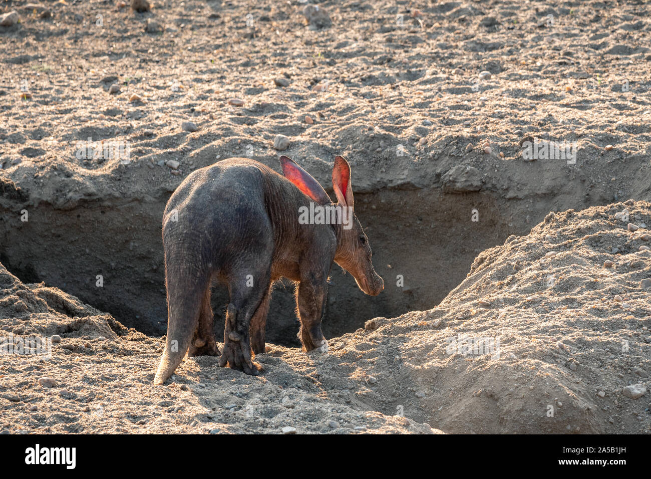 Kalahari desert habitat hi-res stock photography and images - Alamy