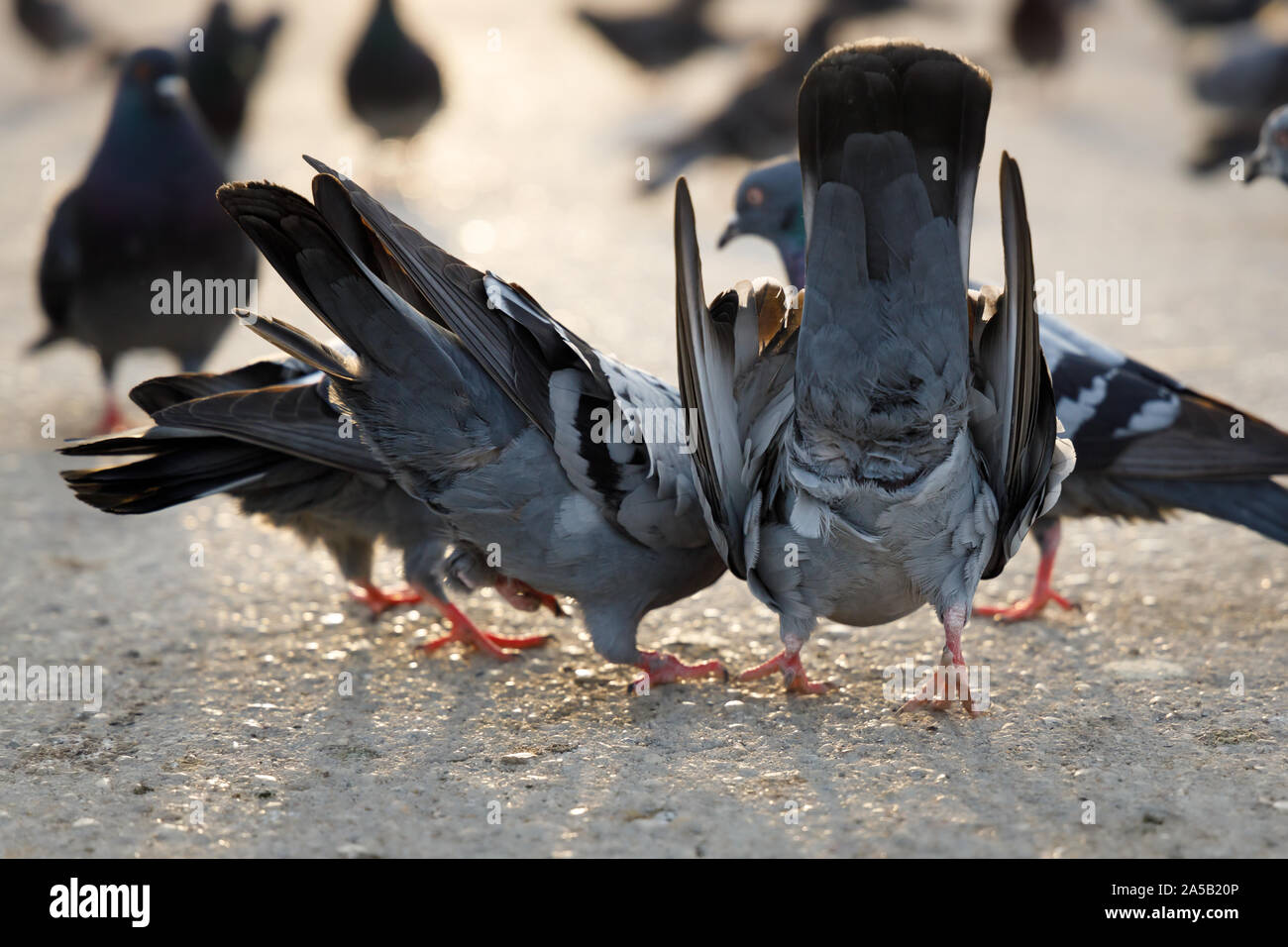 Pigeons eating seeds hi-res stock photography and images - Alamy