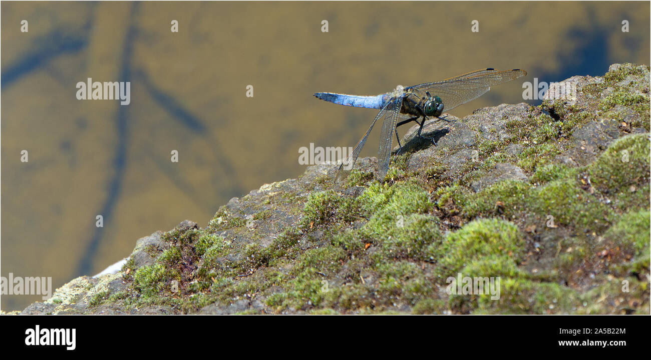 black-tailed skimmer dragon fly resting Stock Photo - Alamy