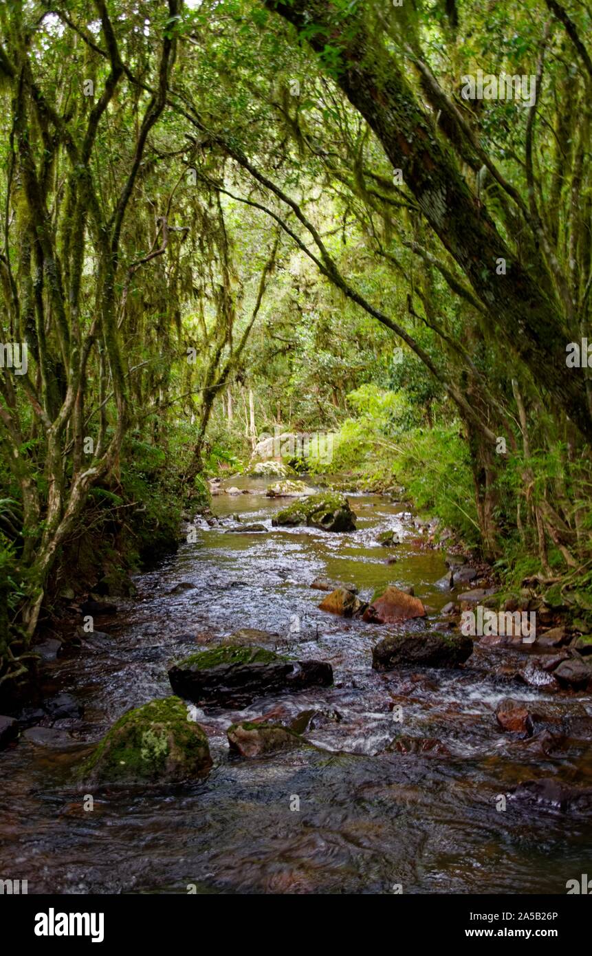 Vertical shot of a river flowing between trees in a forest. Perfect for ...