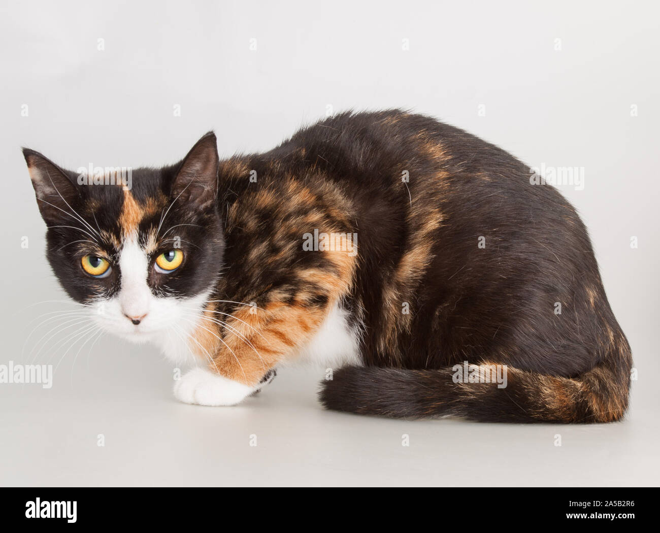 Three color full grown cat as domestic animal portrait Stock Photo - Alamy