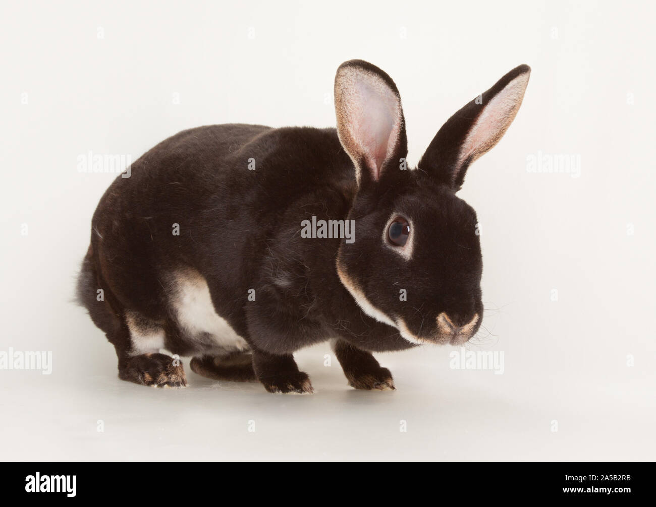 Nice black otter rabbit as rodent pet Stock Photo - Alamy