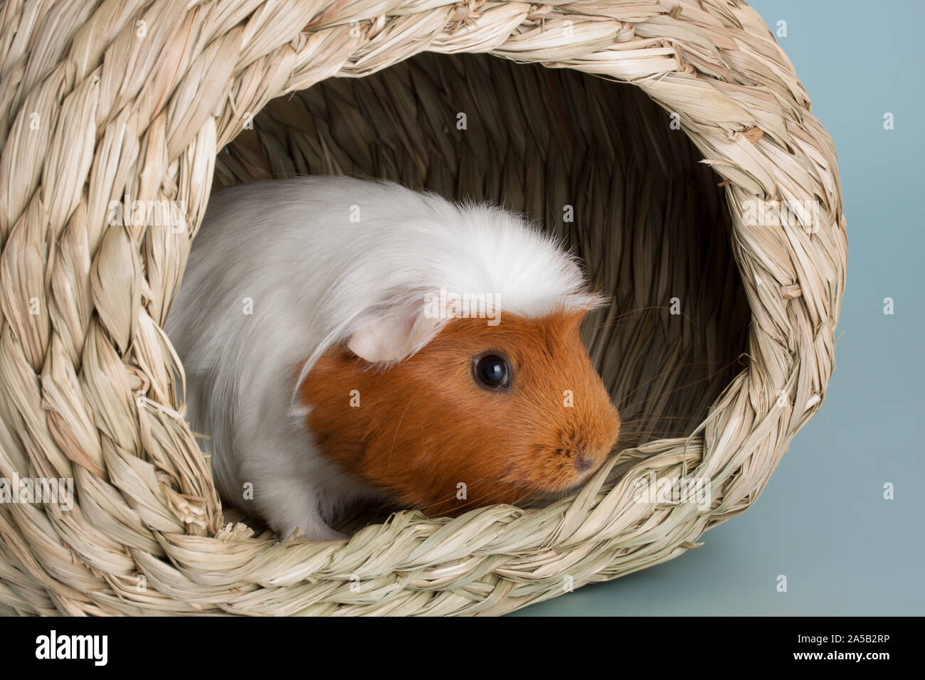 Nice guinea pig mammal rodent as pet animal Stock Photo - Alamy
