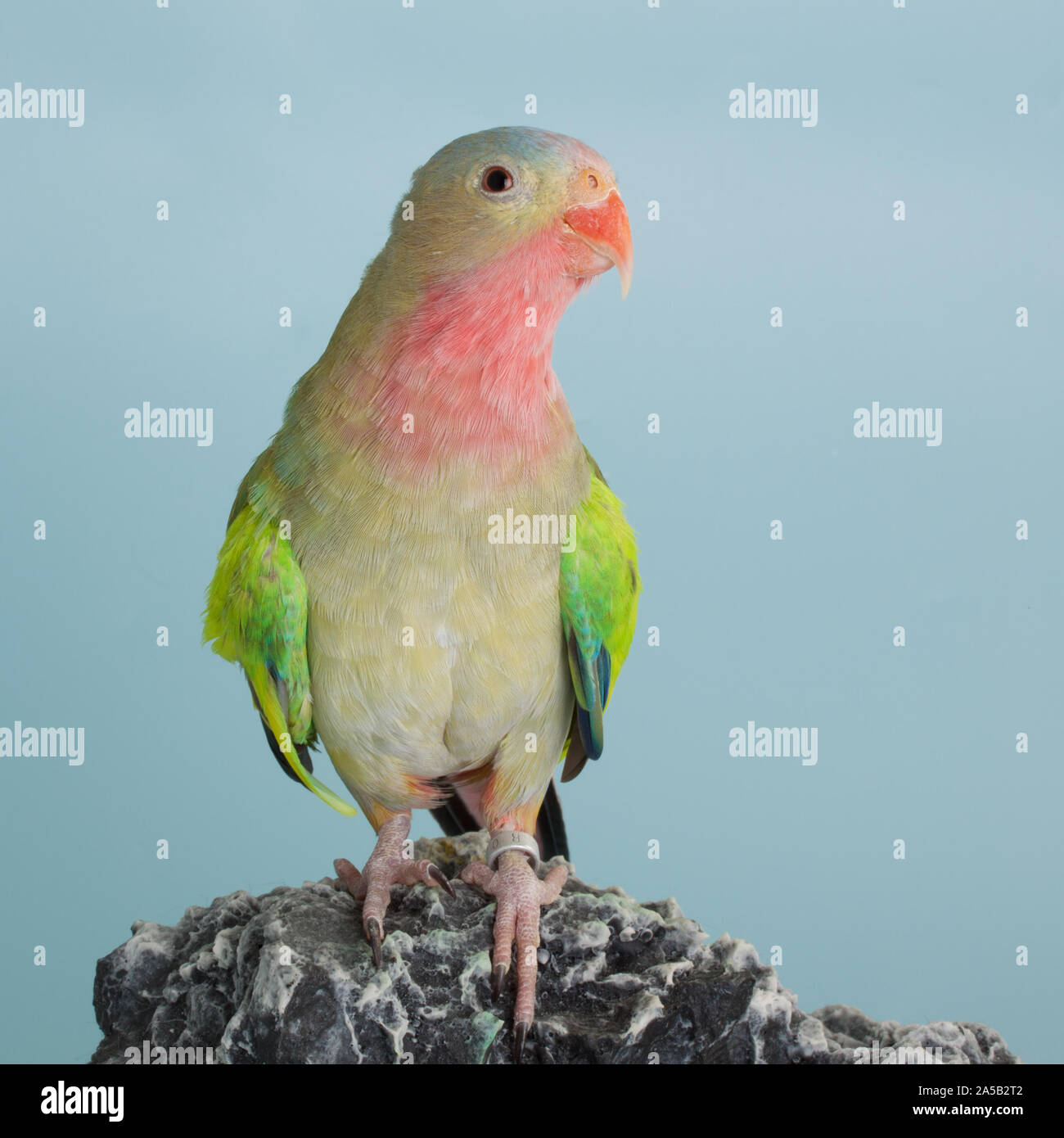 Portrait of a Princess parrot domestic bird Stock Photo - Alamy