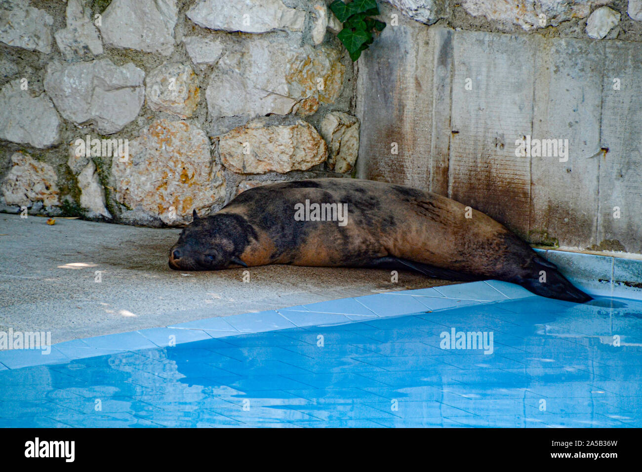 Robbe auf dem Steinboden im Zoo Punta Verde in Lignano (Italien ...