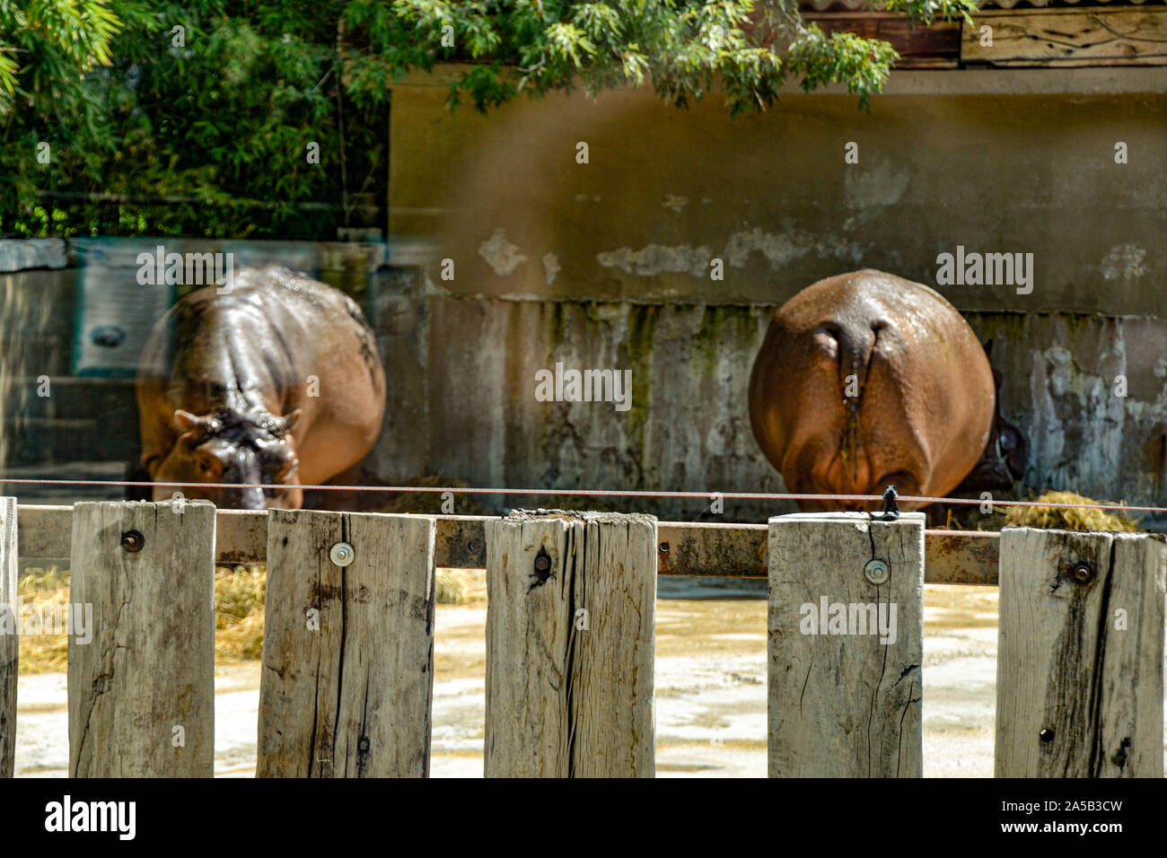 Nilpferde im Zoo Punta Verde in Lignano (Italien) / Tierpark in Lignano ...
