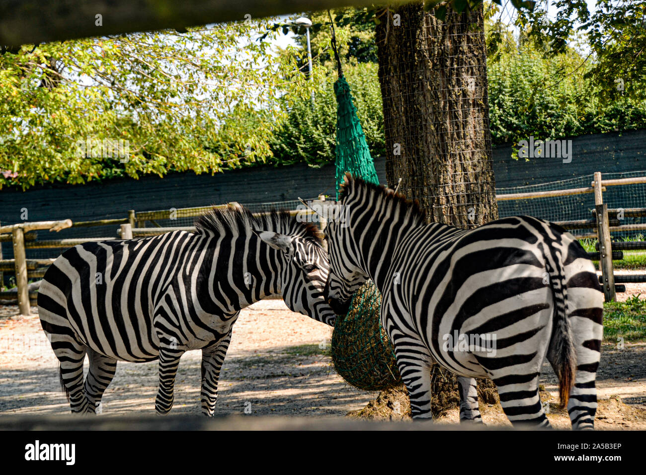 Zebras im Zoo Punta Verde in Lignano (Italien) / Tierpark in Lignano ...