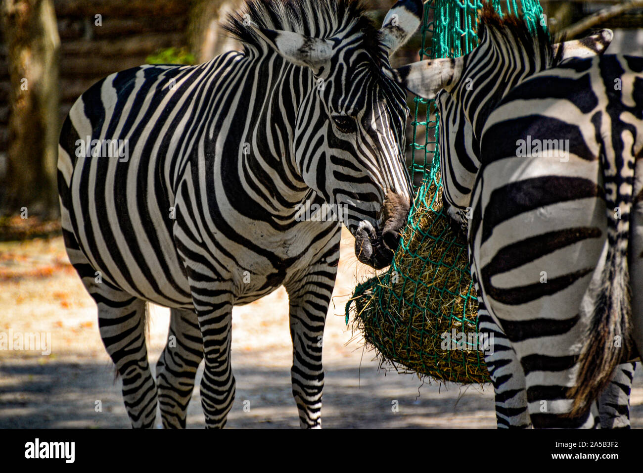 Zebras im Zoo Punta Verde in Lignano (Italien) / Tierpark in Lignano ...
