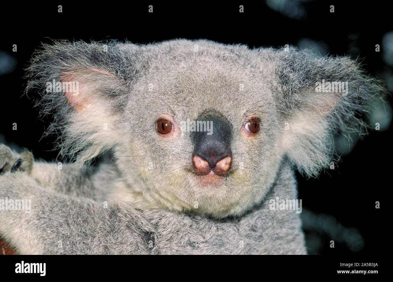 Koalas face hi-res stock photography and images - Alamy
