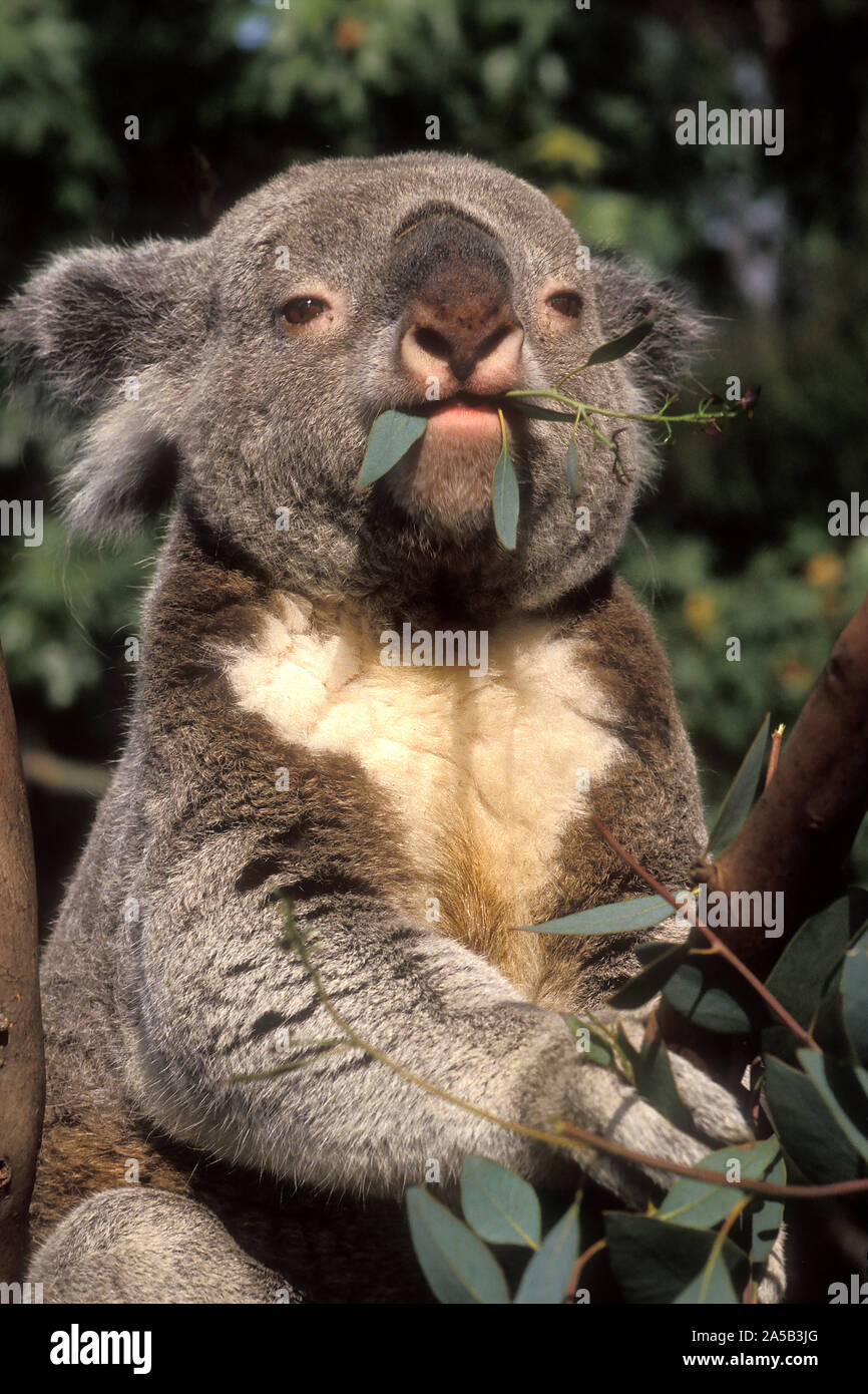 Koalas eating hi-res stock photography and images - Alamy