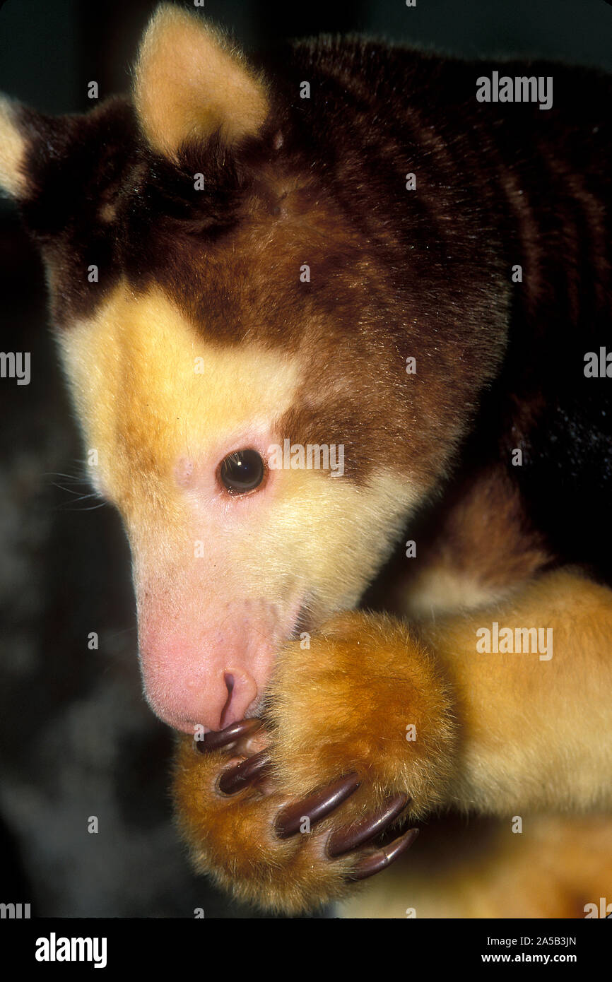 Matschie's Tree Kangaroo, Dendrolagus matschiei,..New Guinea Stock ...