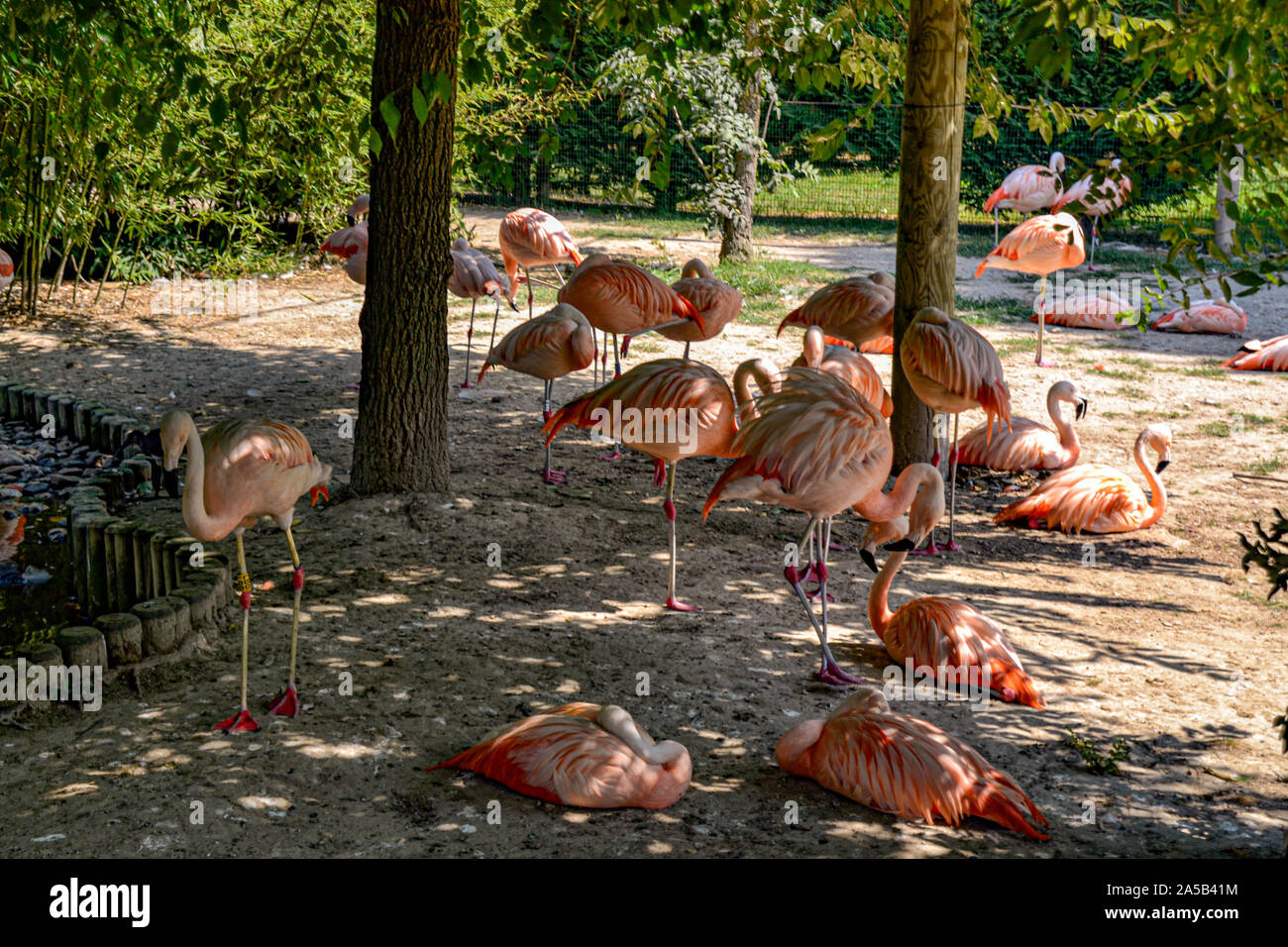Lignano zoo hi-res stock photography and images - Alamy