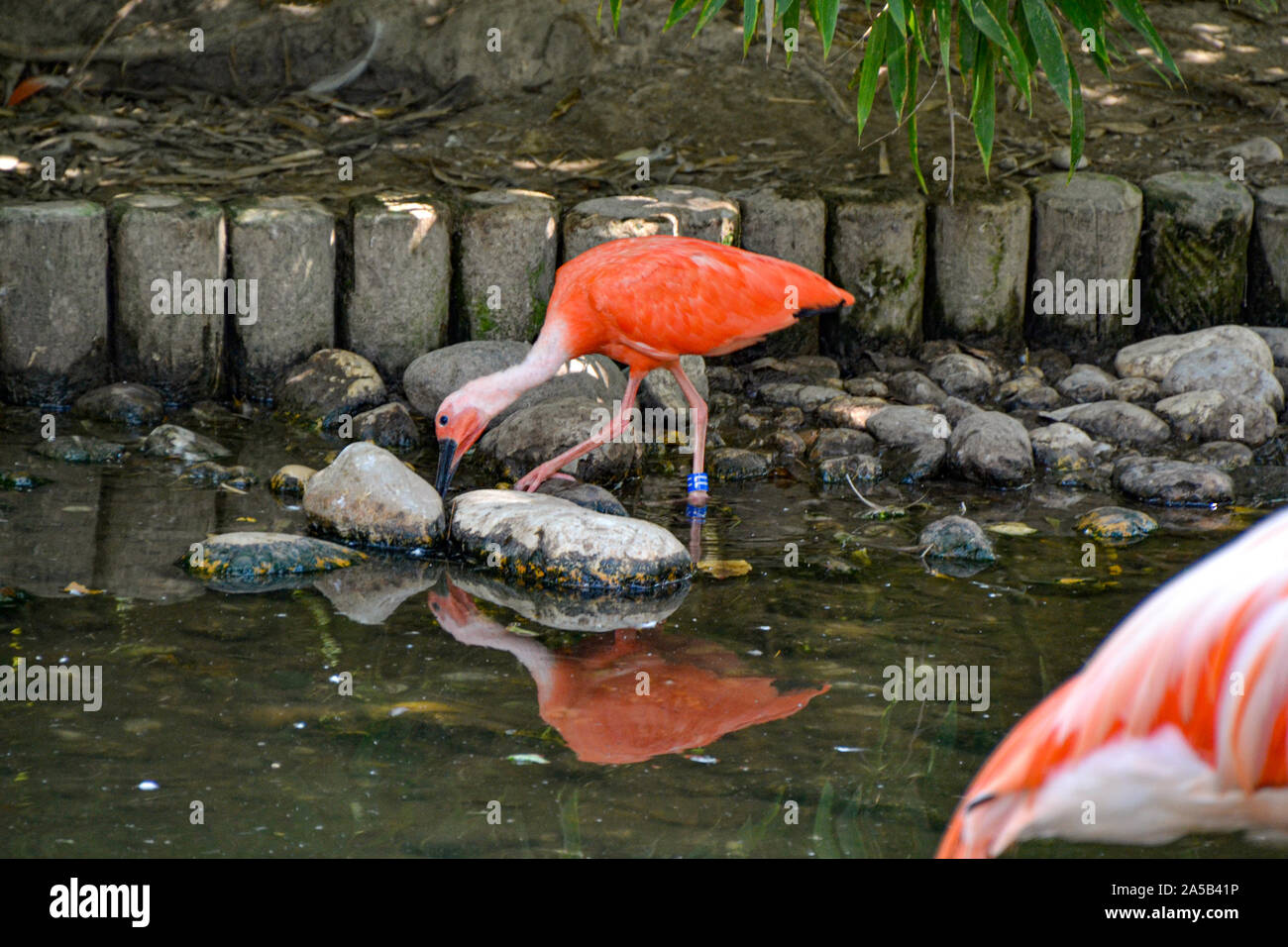 Ibisse/ Sichler / Vögel im Zoo Punta Verde in Lignano (Italien ...