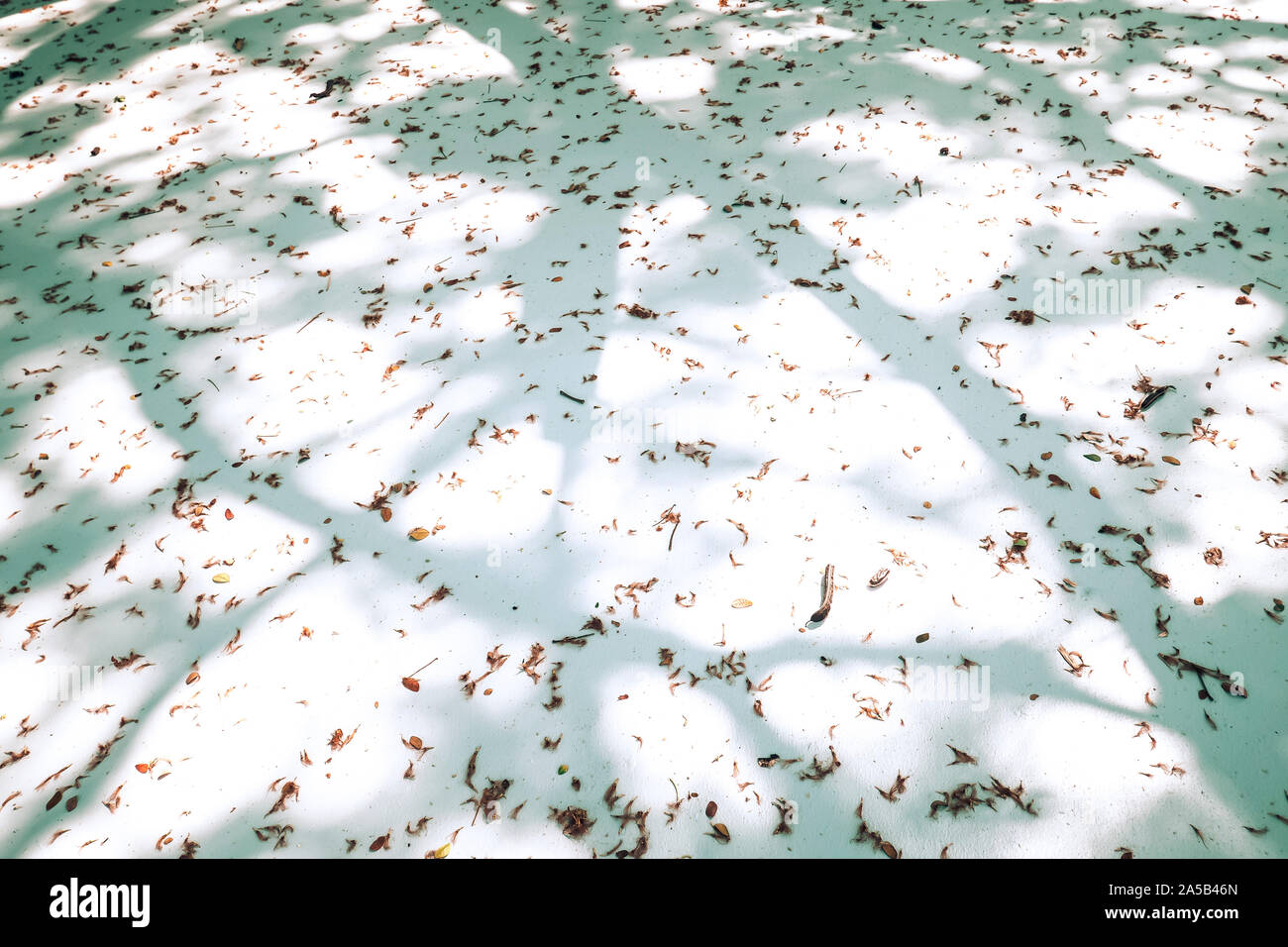 The tree shadow cast on the concrete floor . Shadow of tree on ground ...