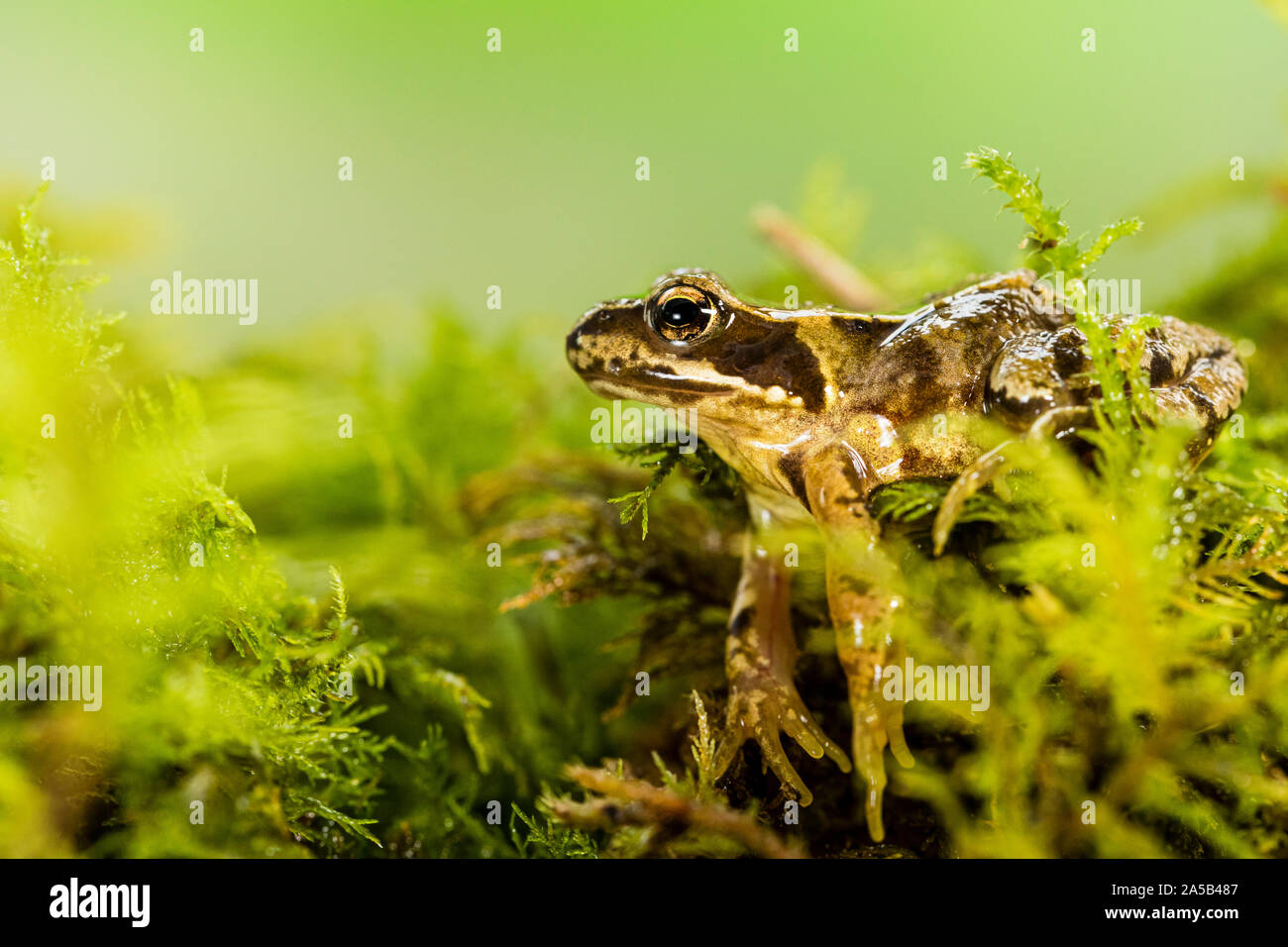 Common frog in autumn in mid Wales Stock Photo - Alamy