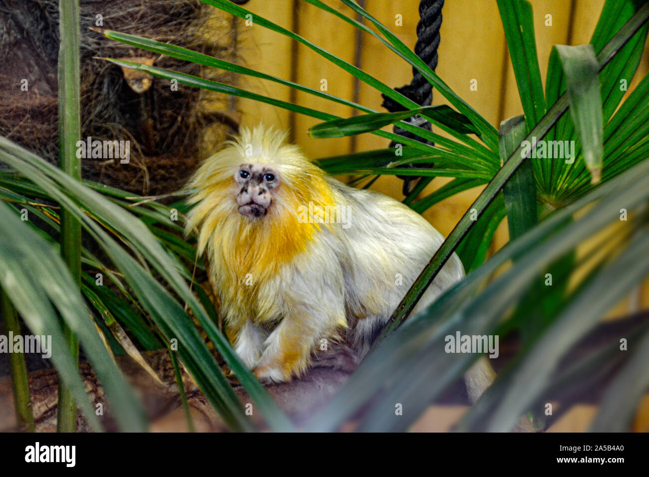 Goldenes Löwenäffchen im Zoo Punta Verde in Lignano (Italien ...