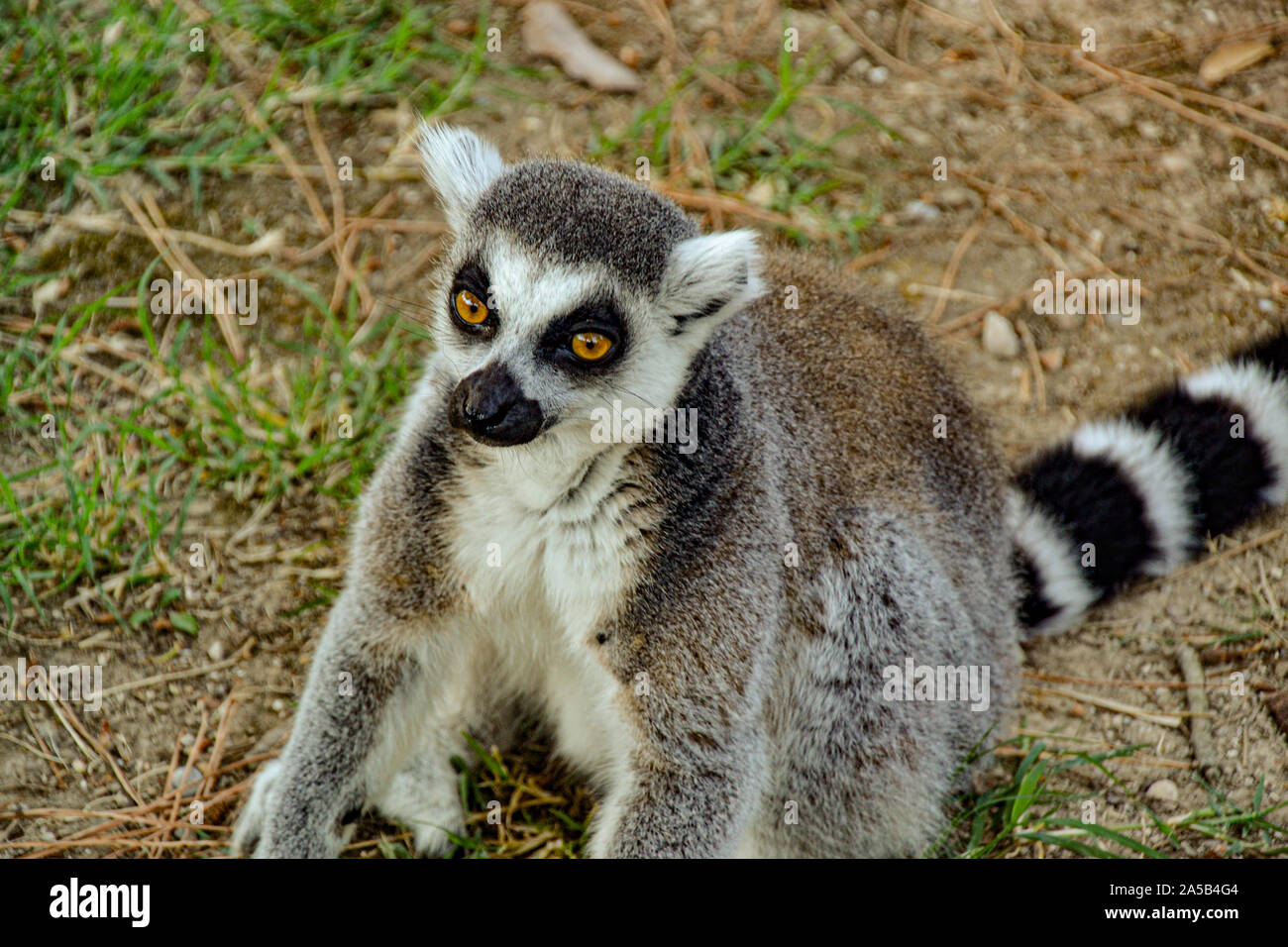 Lemuren im zoo hi-res stock photography and images - Alamy