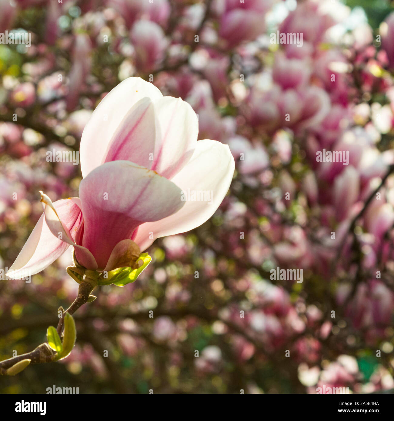 One of the oldest Magnolia soulangiana trees in Europe in full bloom in ...