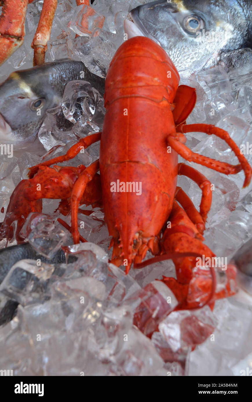 Seafood from the Adriatic Sea on a fish market on the Rialto bridge of ...