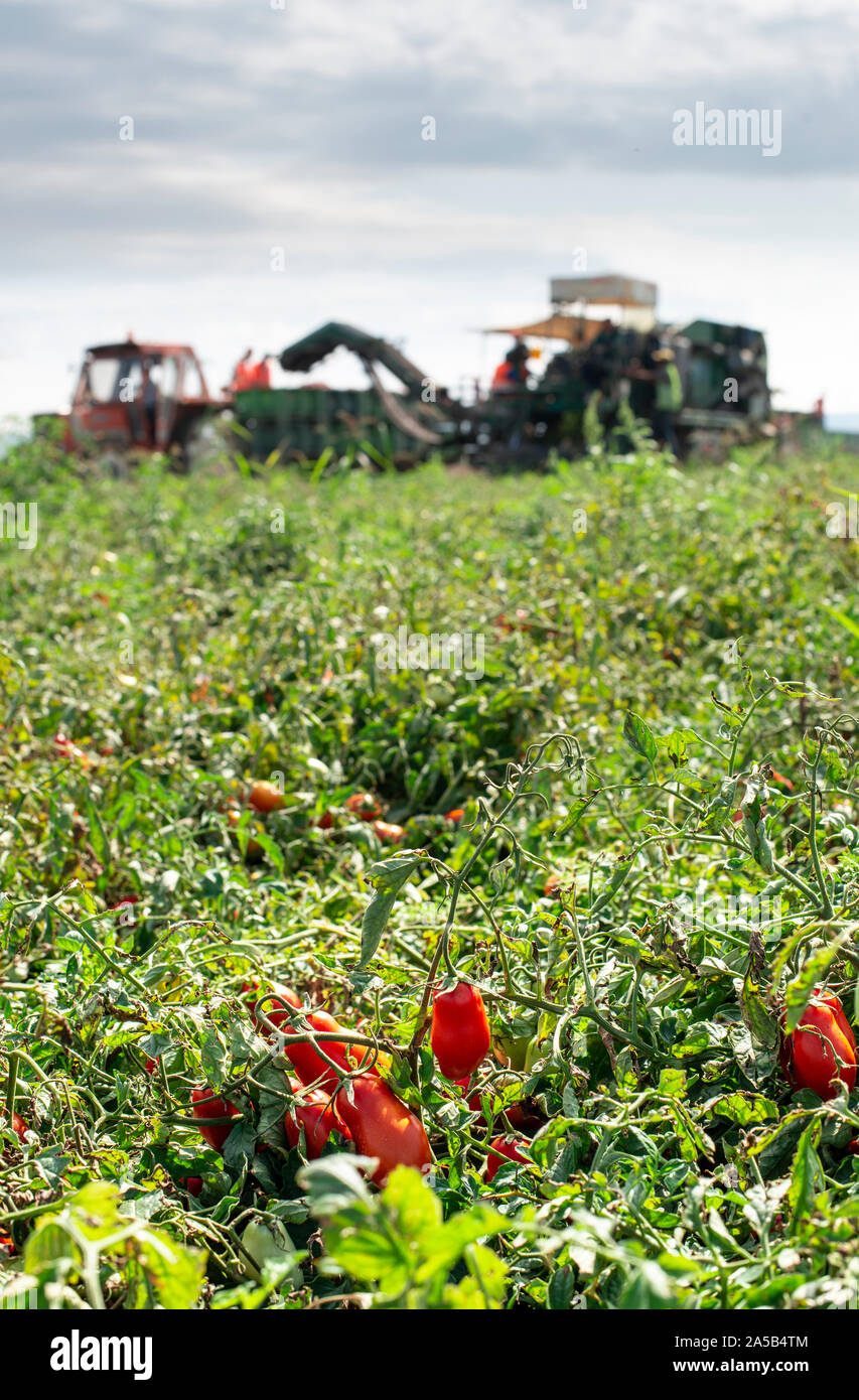 Picking tomatoes. Tractor harvester harvest tomatoes and load on truck ...