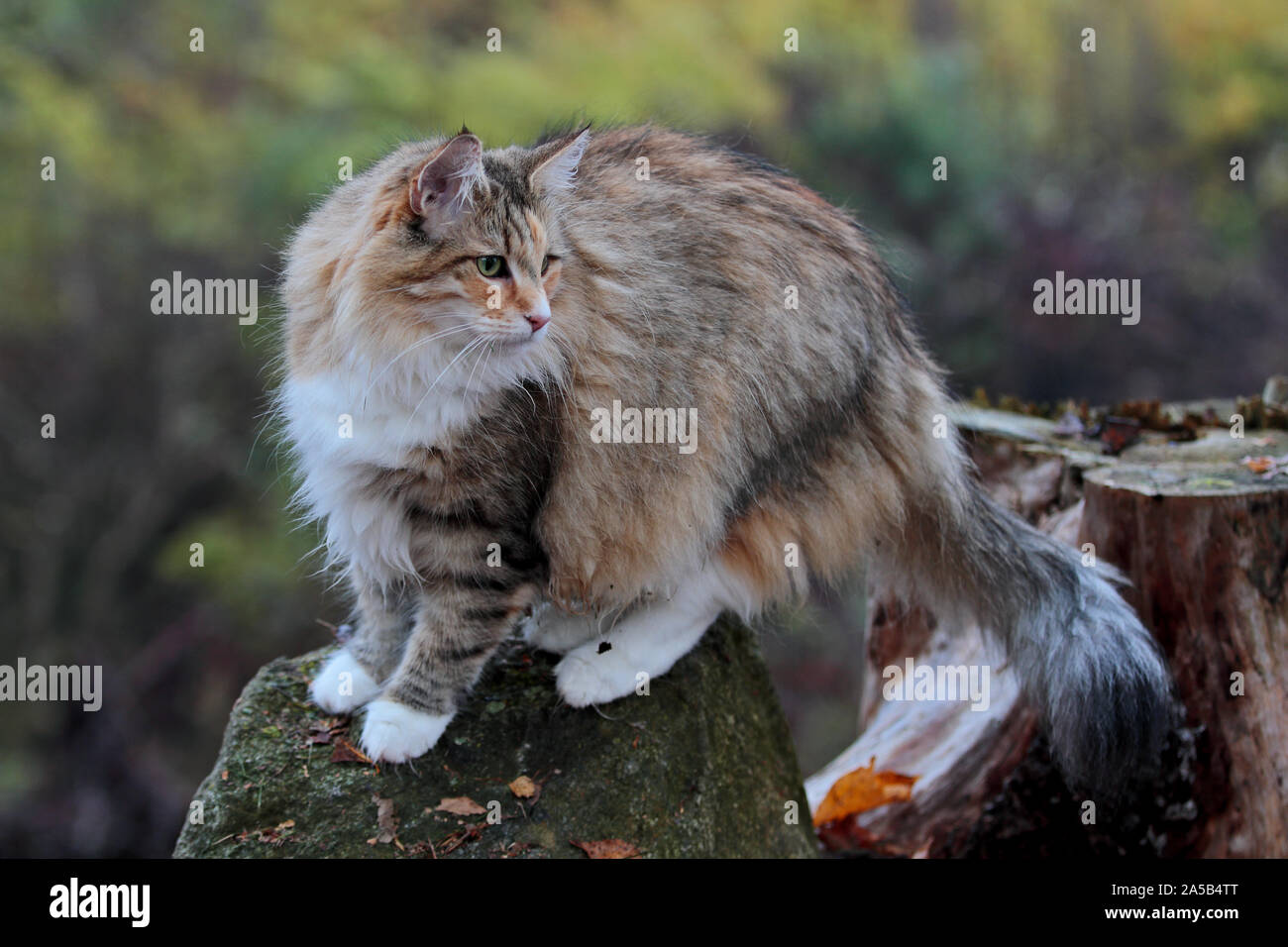 A furry norwegian forest cat stands on a stone. Autumn background Stock ...