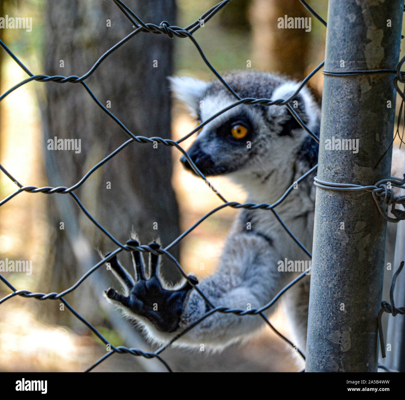 Lemuren hi-res stock photography and images - Alamy