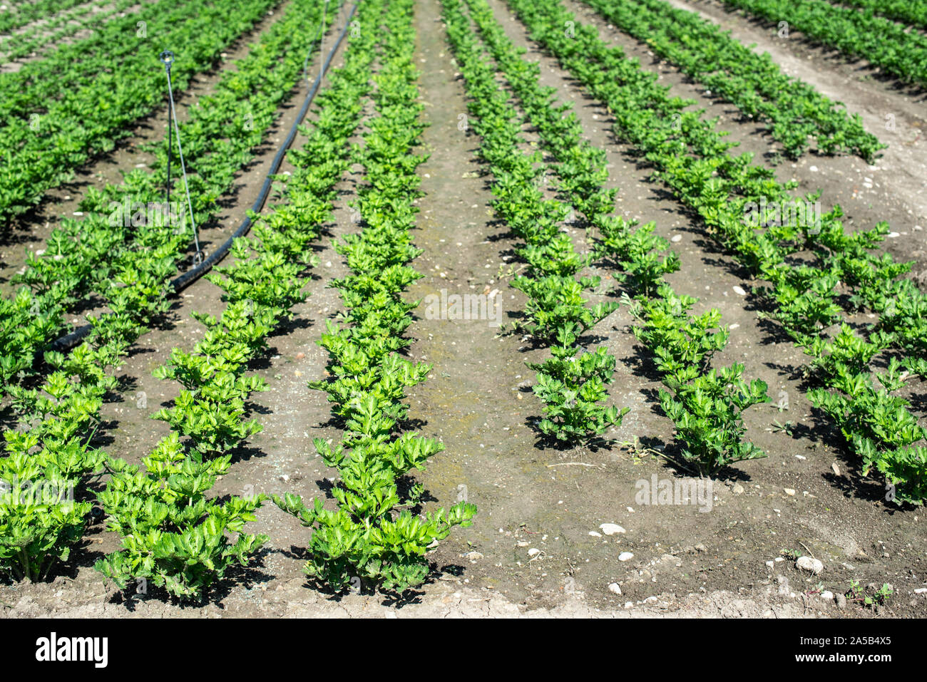 Growing Celery On Plantation. Celery plants in rows. Big celary farm ...