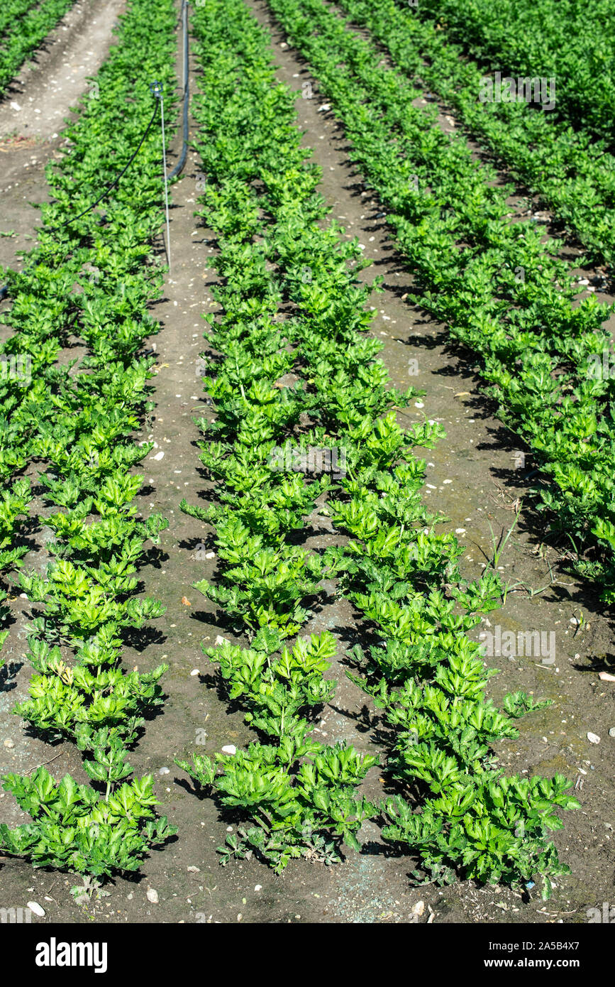 Growing Celery On Plantation. Celery plants in rows. Big celary farm ...