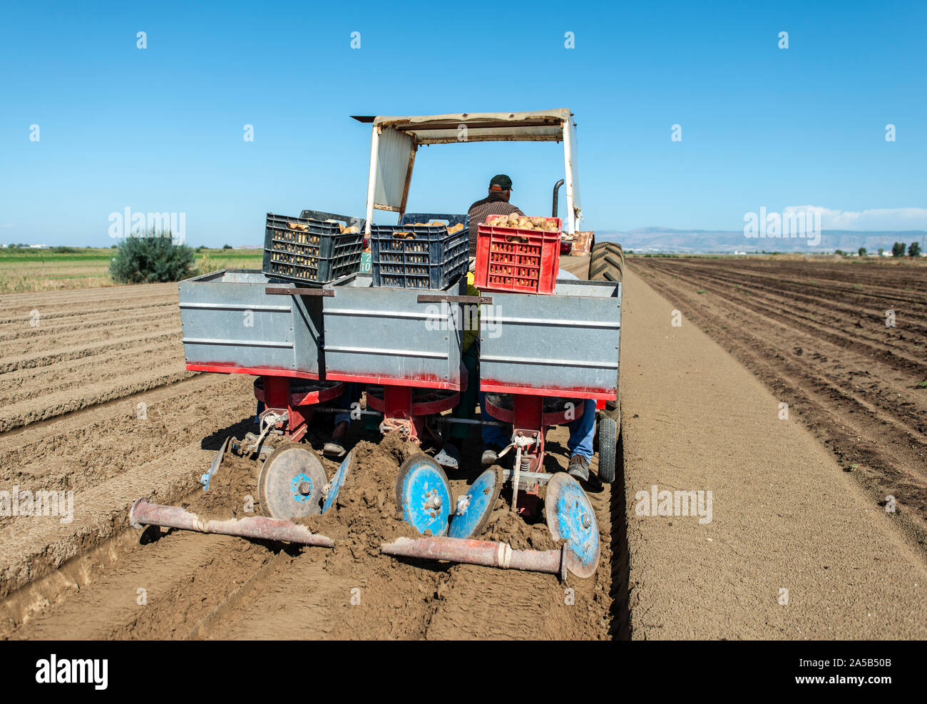 Tractor with crates planting potatoes. Automated agriculture concept ...