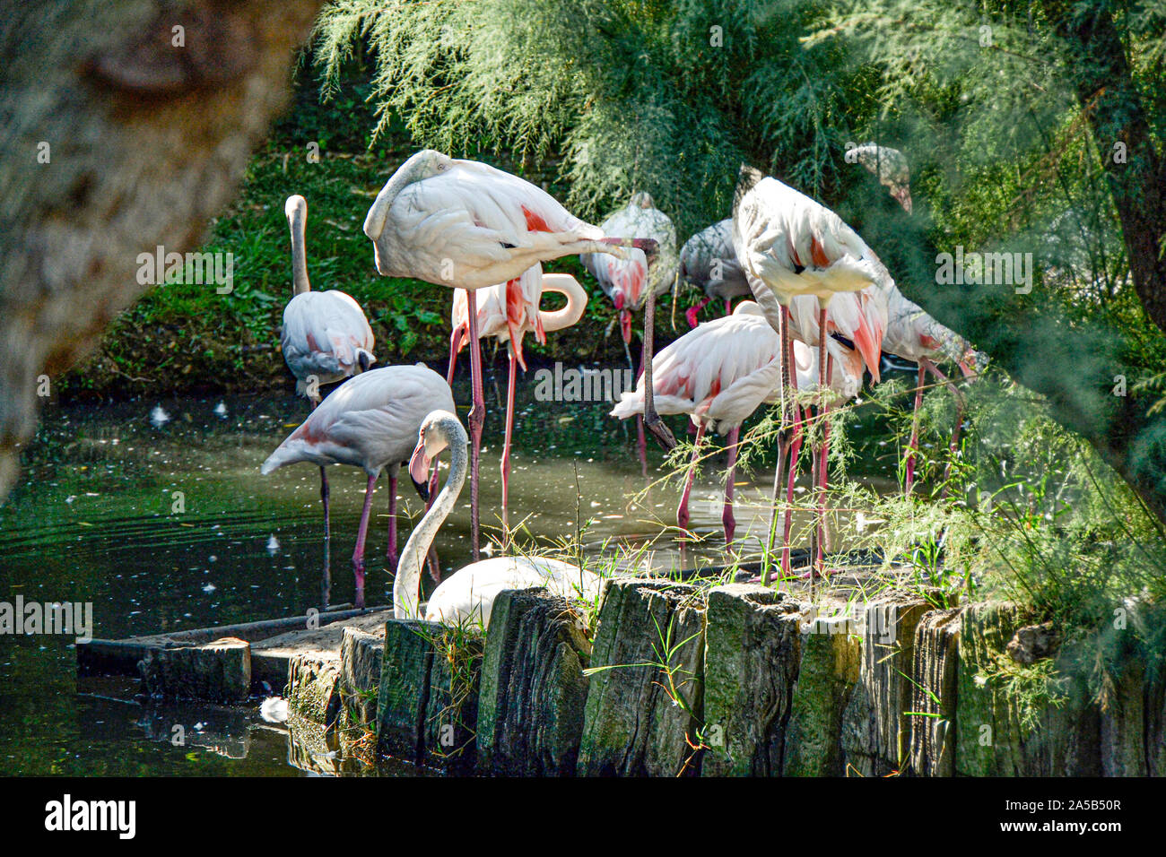 Pelikan im Zoo Punta Verde in Lignano (Italien) / Tierpark in Lignano ...