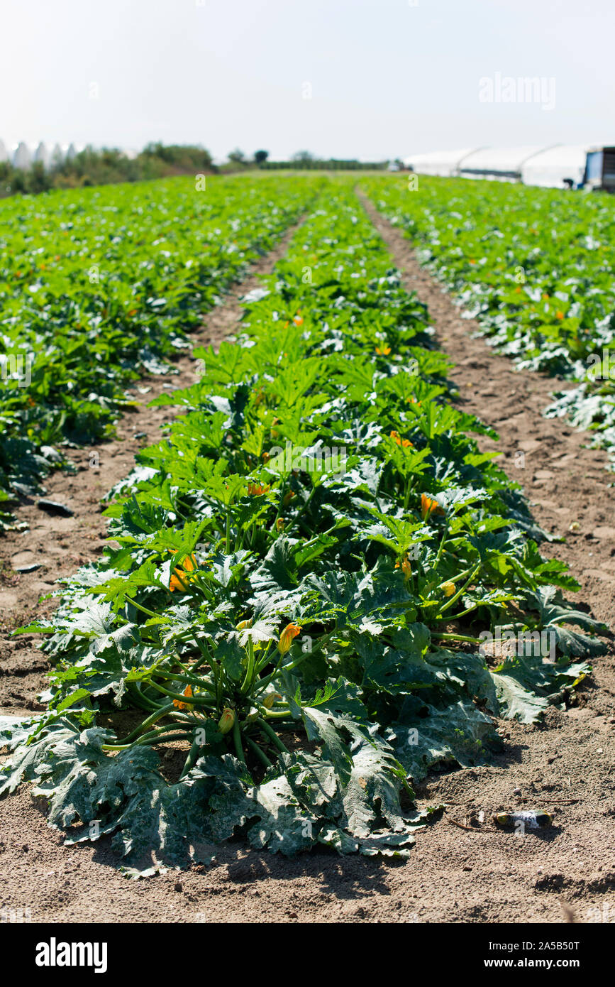Zucchini on rows in industrial farm. Sunny day on the field. Growing ...