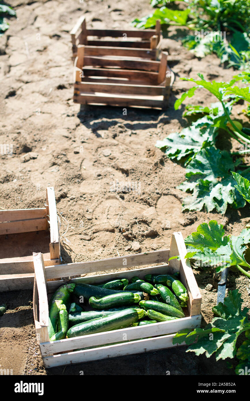 Picking zucchini in industrial farm. Wooden crates with zucchini on the ...