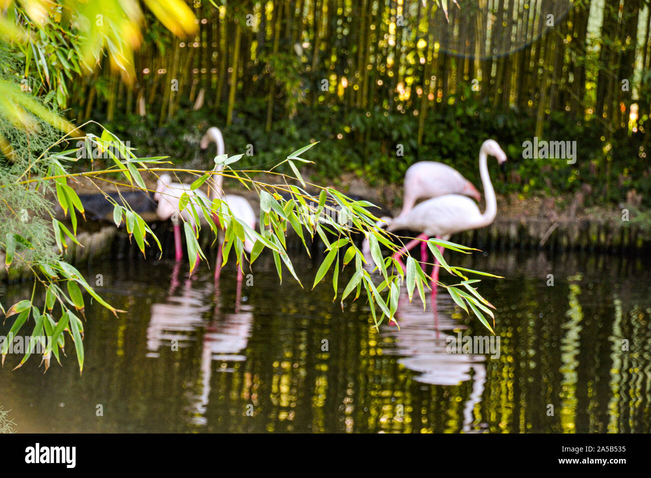 Pelikan im Zoo Punta Verde in Lignano (Italien) / Tierpark in Lignano ...