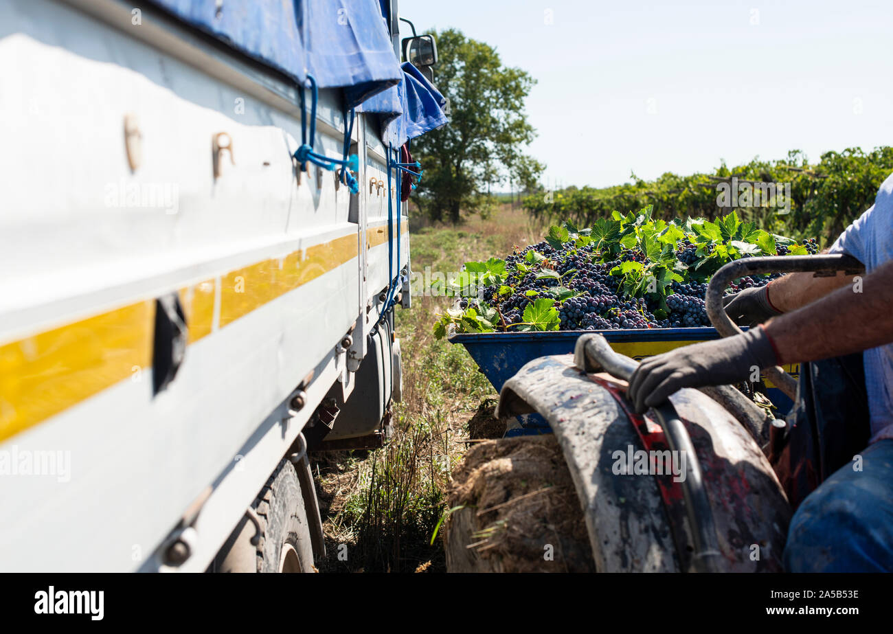 Truck with red grape for wine making. Pile of grape on truck trailer ...