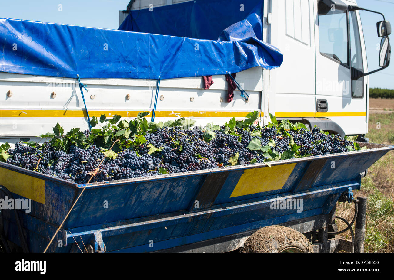 Truck with red grape for wine making. Pile of grape on truck trailer ...