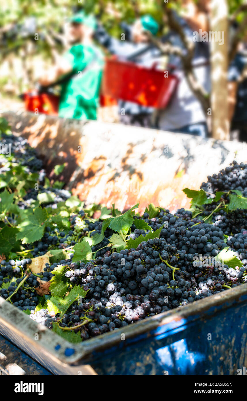 Workers picking red grapes. Harvesting grape for wine making Stock ...