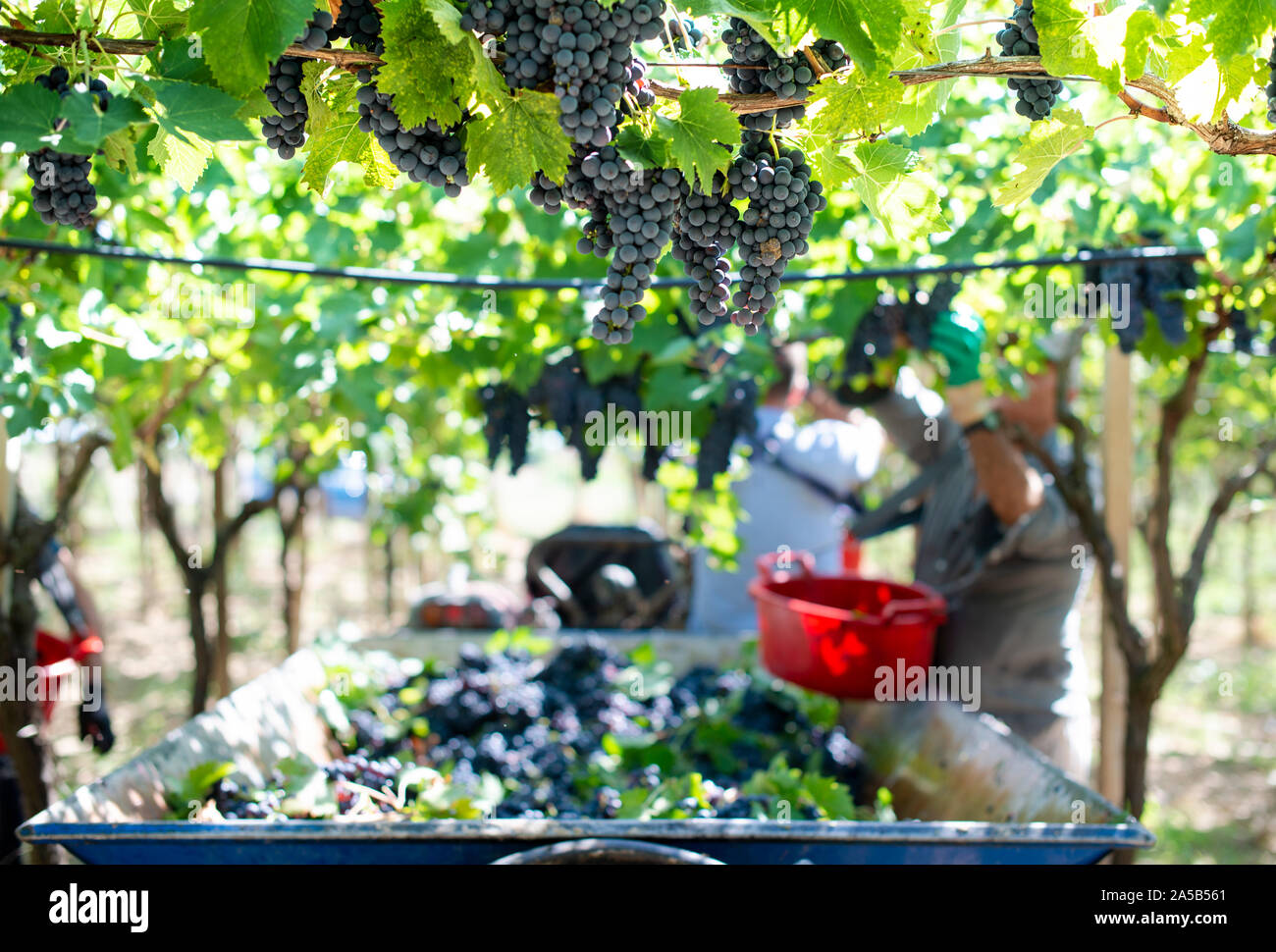 Workers picking red grapes. Harvesting grape for wine making Stock Photo - Alamy