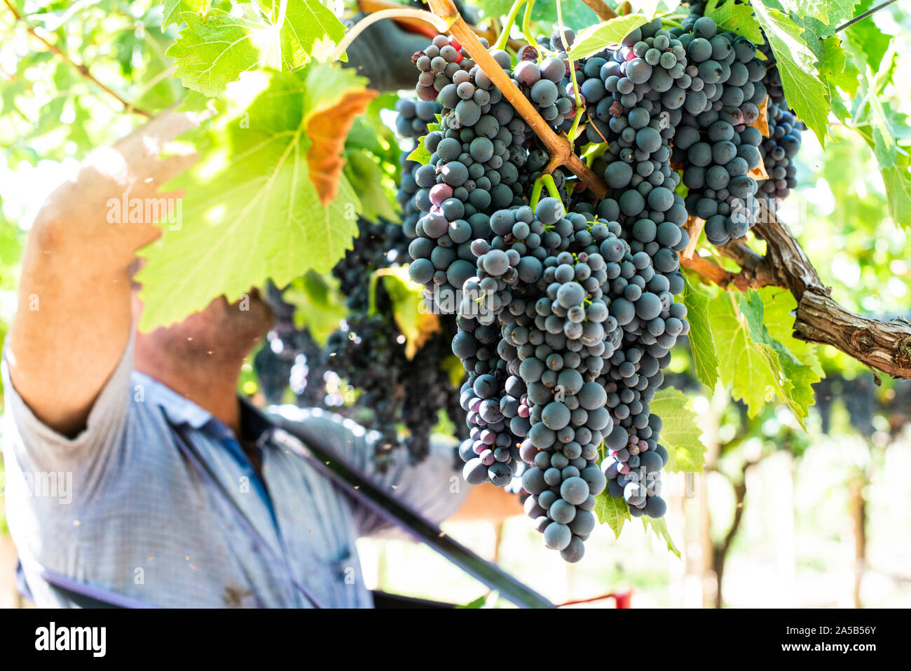 Workers picking red grapes. Harvesting grape for wine making Stock Photo - Alamy