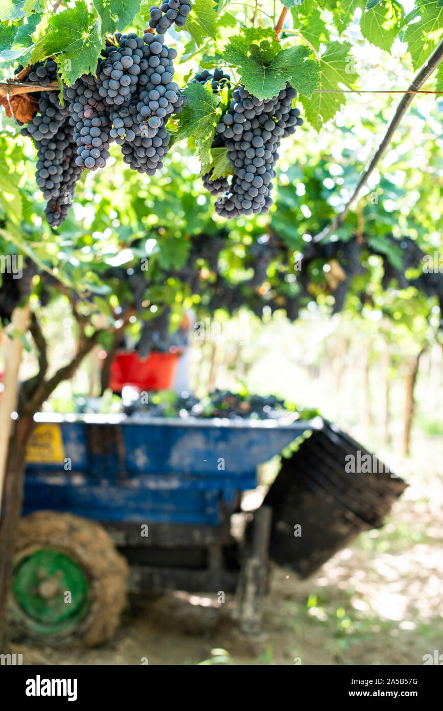 Tractor with trailer filled with red grapes for wine making. Concept ...