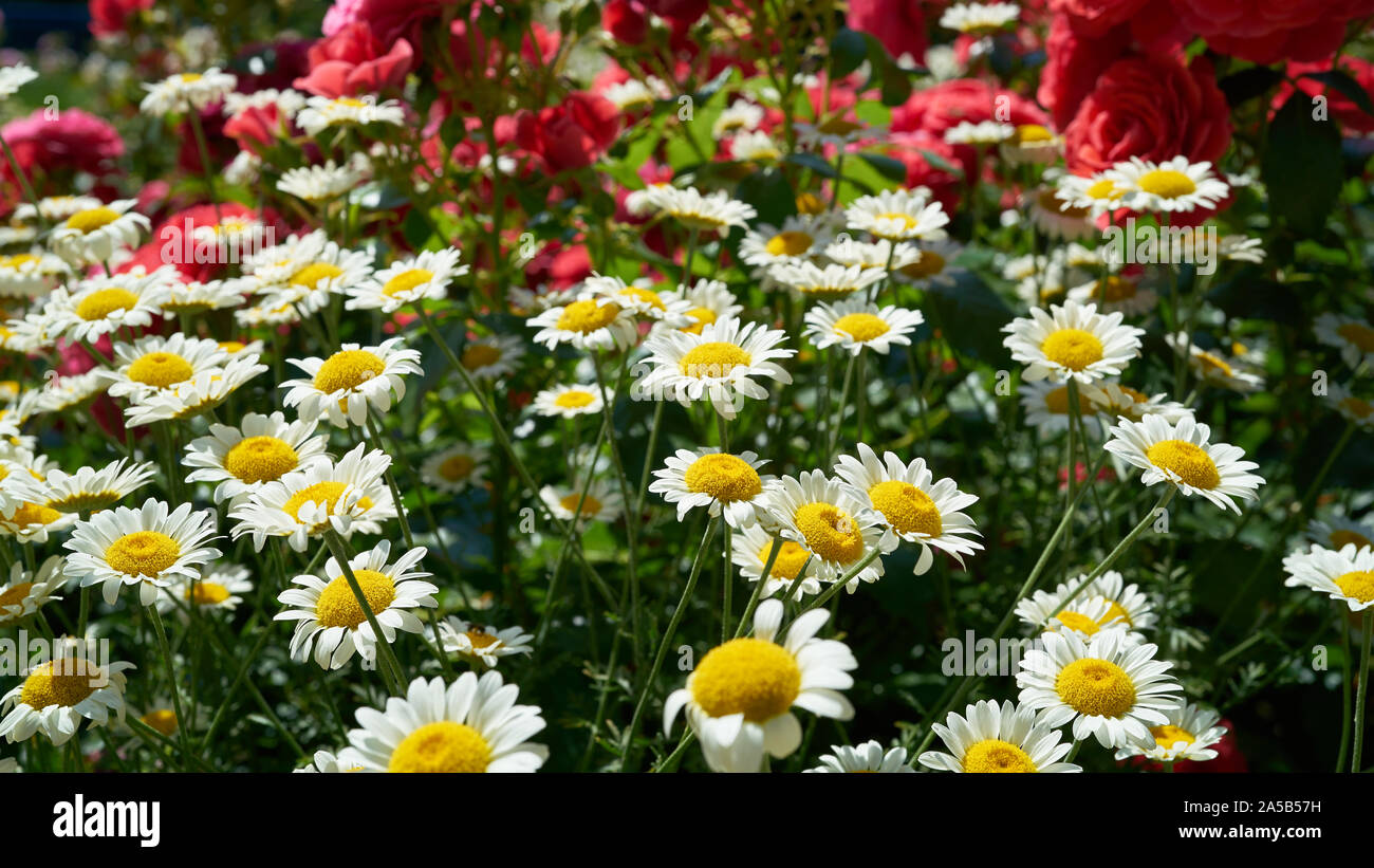 Marguerites bloom hi-res stock photography and images - Alamy