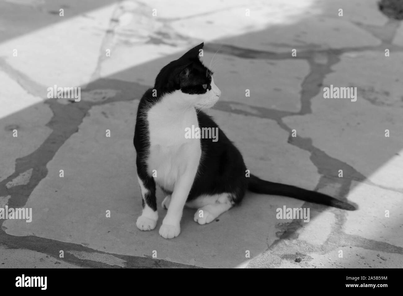Cute wild cat photographed in the island of Cyprus. Fluffy, furry ...